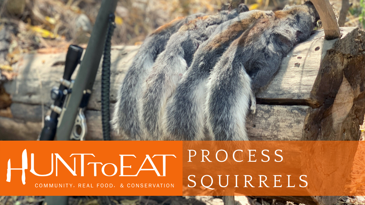 How to Process a Squirrel – Hunt To Eat